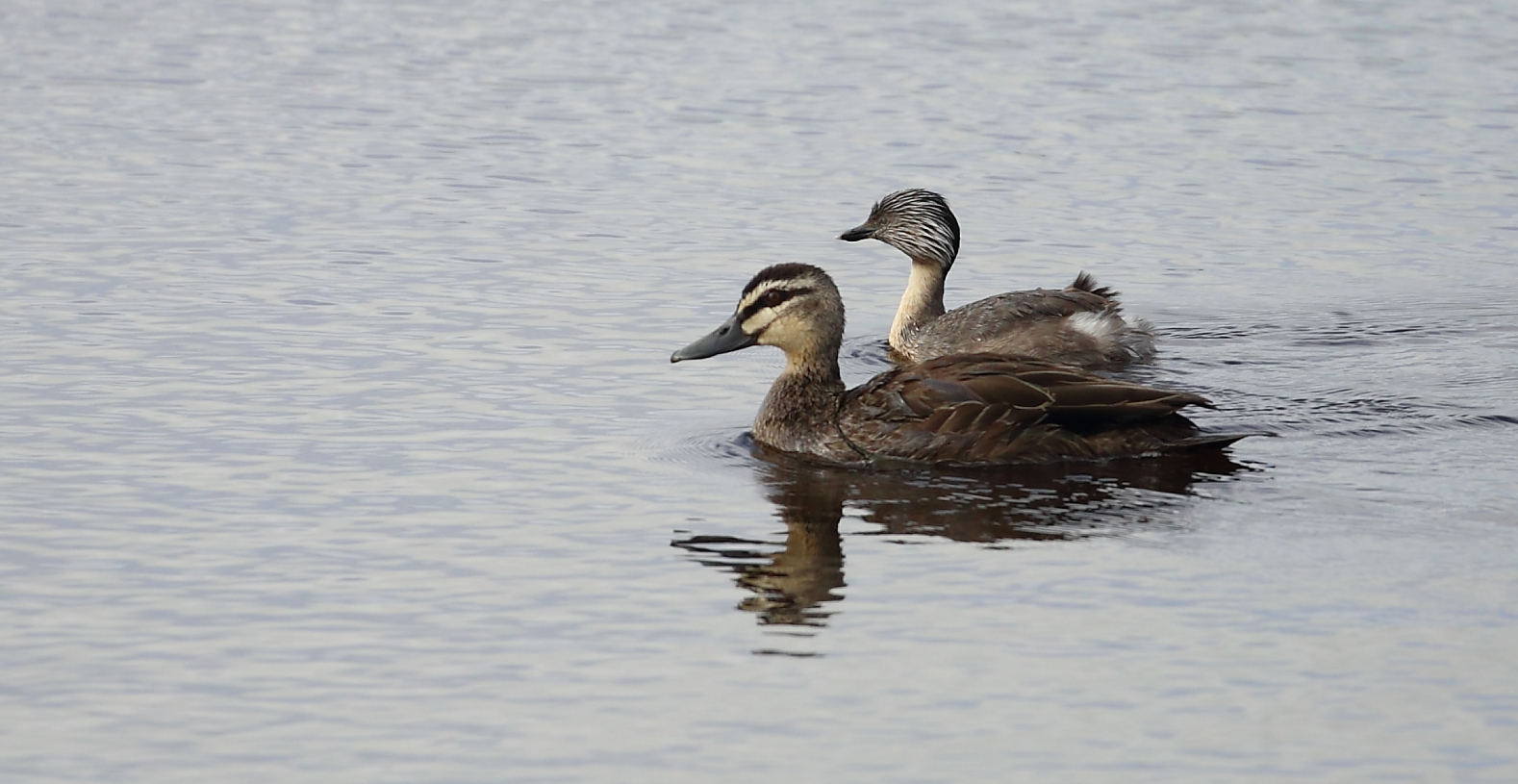 Grebes | Cape Chatter