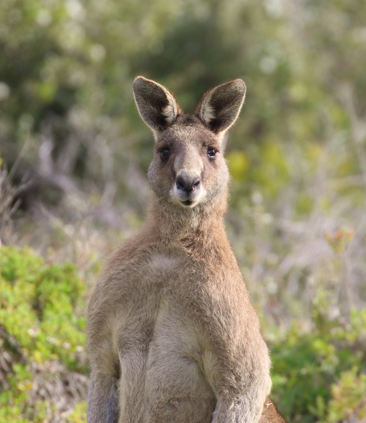 eastern grey Kangaroos | Cape Chatter