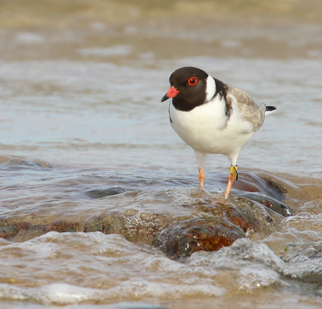 The Cape Birds | Cape Chatter
