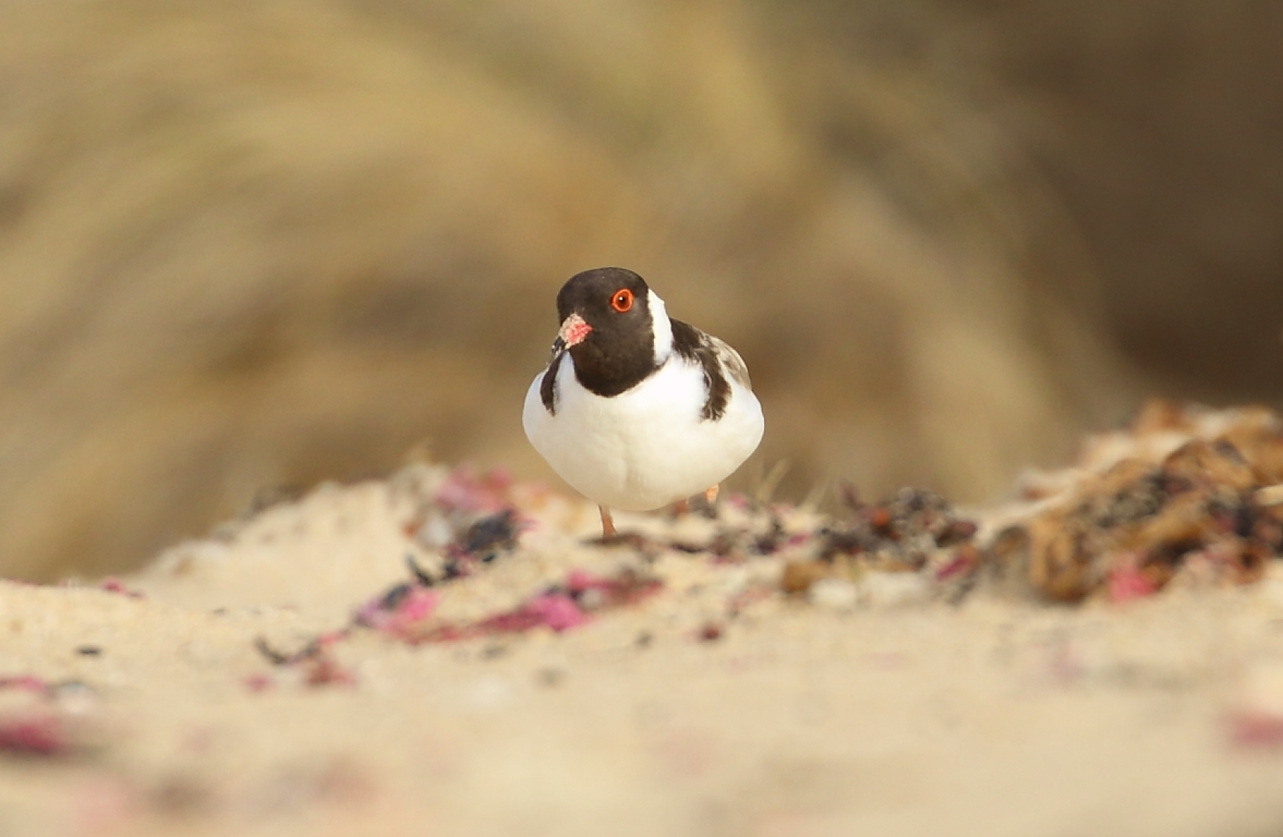 The Hooded Plovers of Cape Paterson & Harmers Haven | Cape Chatter