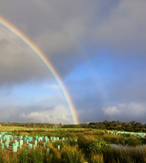 Central Wetland Complex | Cape Chatter