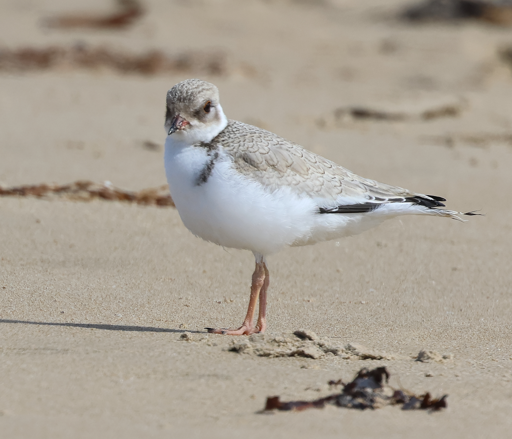 How You Can Help the ‘Hoodies’ | Cape Chatter