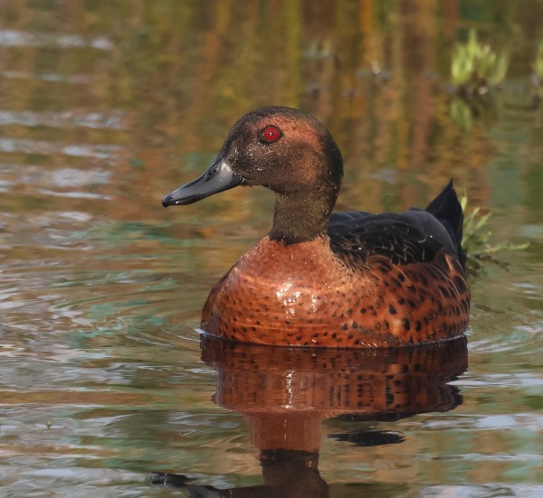 The Cape – Bird Species List and Brochure | Cape Chatter