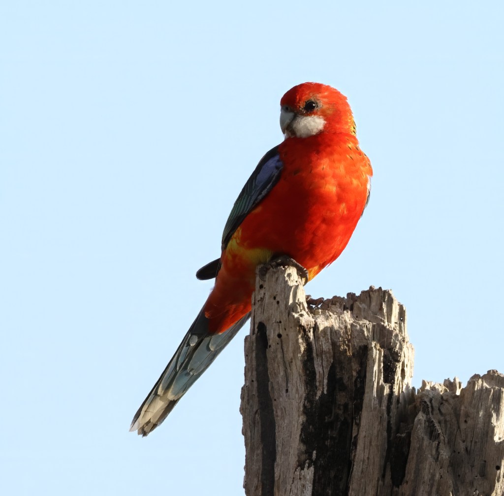 The Cape – Bird Species List and Brochure | Cape Chatter