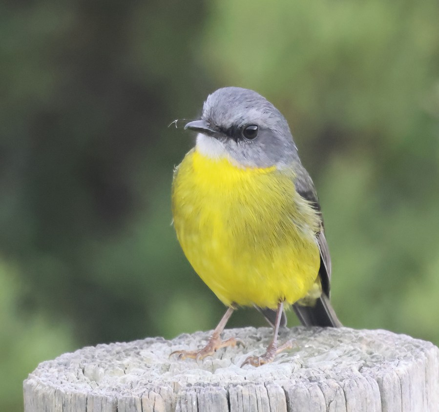 The Cape – Bird Species List and Brochure | Cape Chatter