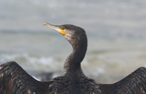 The Cape – Bird Species List and Brochure | Cape Chatter