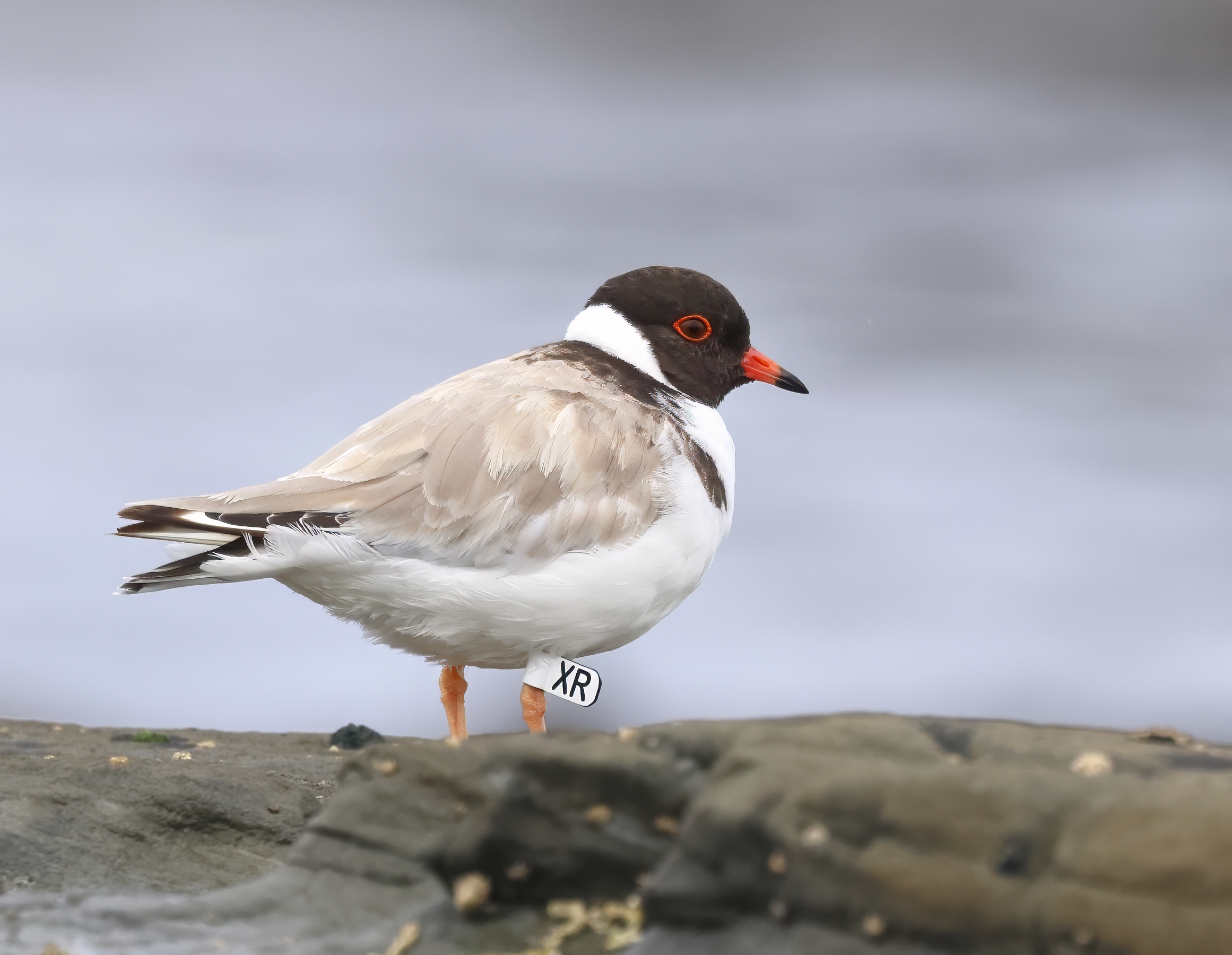 The Hooded Plovers of Cape Paterson & Harmers Haven | Cape Chatter